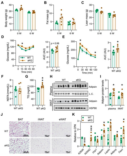 Cells | Free Full-Text | PPARγ Acetylation in Adipocytes Exacerbates ...