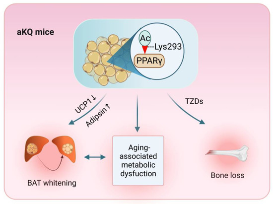 Cells | Free Full-Text | PPARγ Acetylation in Adipocytes Exacerbates ...