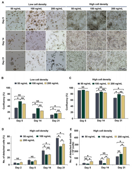 Optimizing THP-1 Macrophage Culture for an Immune-Responsive Human ...
