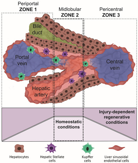 Cells | Free Full-Text | Multicellular Liver Organoids: Generation and ...