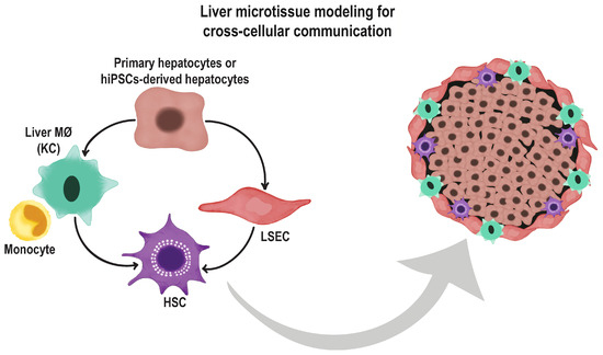 Cells | Free Full-Text | Multicellular Liver Organoids: Generation and ...