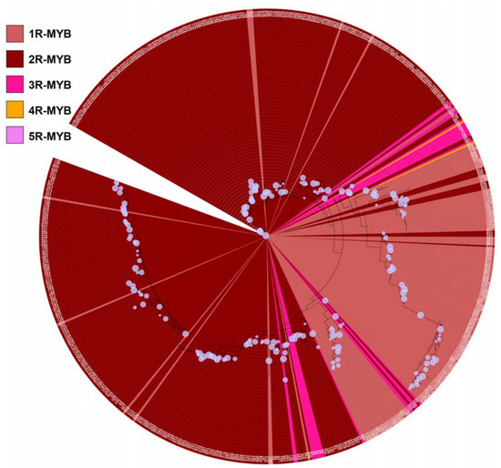 Genome-Wide Analysis of MYB Transcription Factors in the Wheat Genome ...