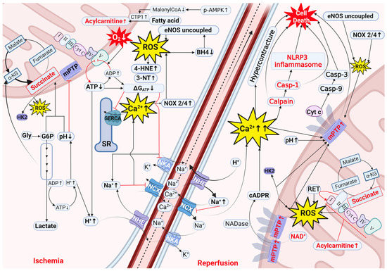 Pharmacological Cardioprotection against Ischemia Reperfusion Injury ...