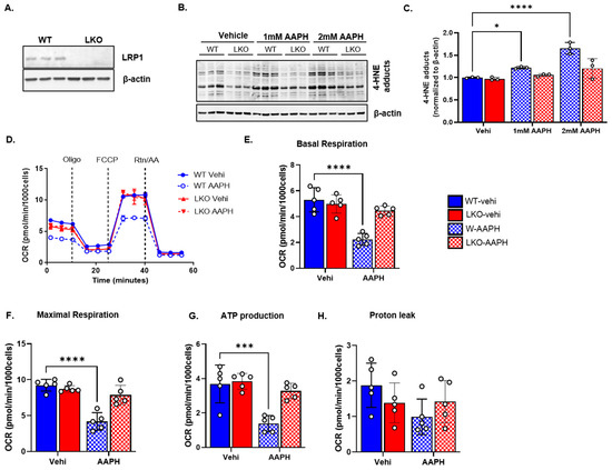 Cells | Free Full-Text | LRP1 Deficiency Promotes Mitostasis in ...