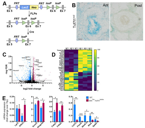 TCF7L1 Controls the Differentiation of Tuft Cells in Mouse Small Intestine