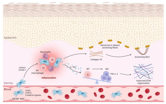 Cells | Free Full-Text | Kinetics of Wound Development and Healing ...