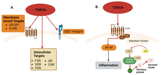 Emerging Anti-Diabetic Drugs for Beta-Cell Protection in Type 1 Diabetes