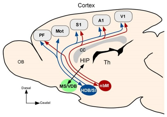 Nucleus Basalis Mouse