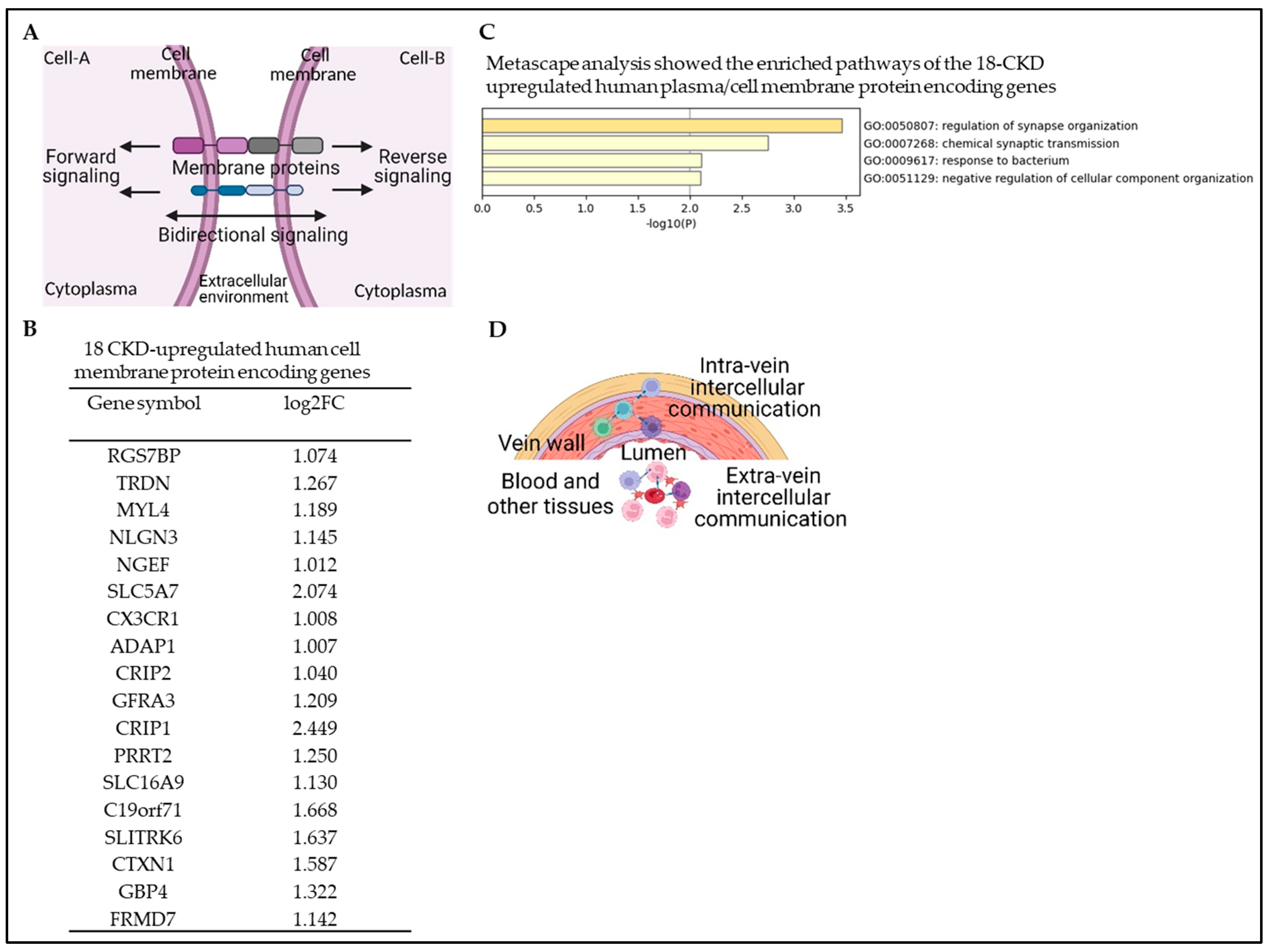 Chronic Kidney Disease Transdifferentiates Veins into a Specialized ...