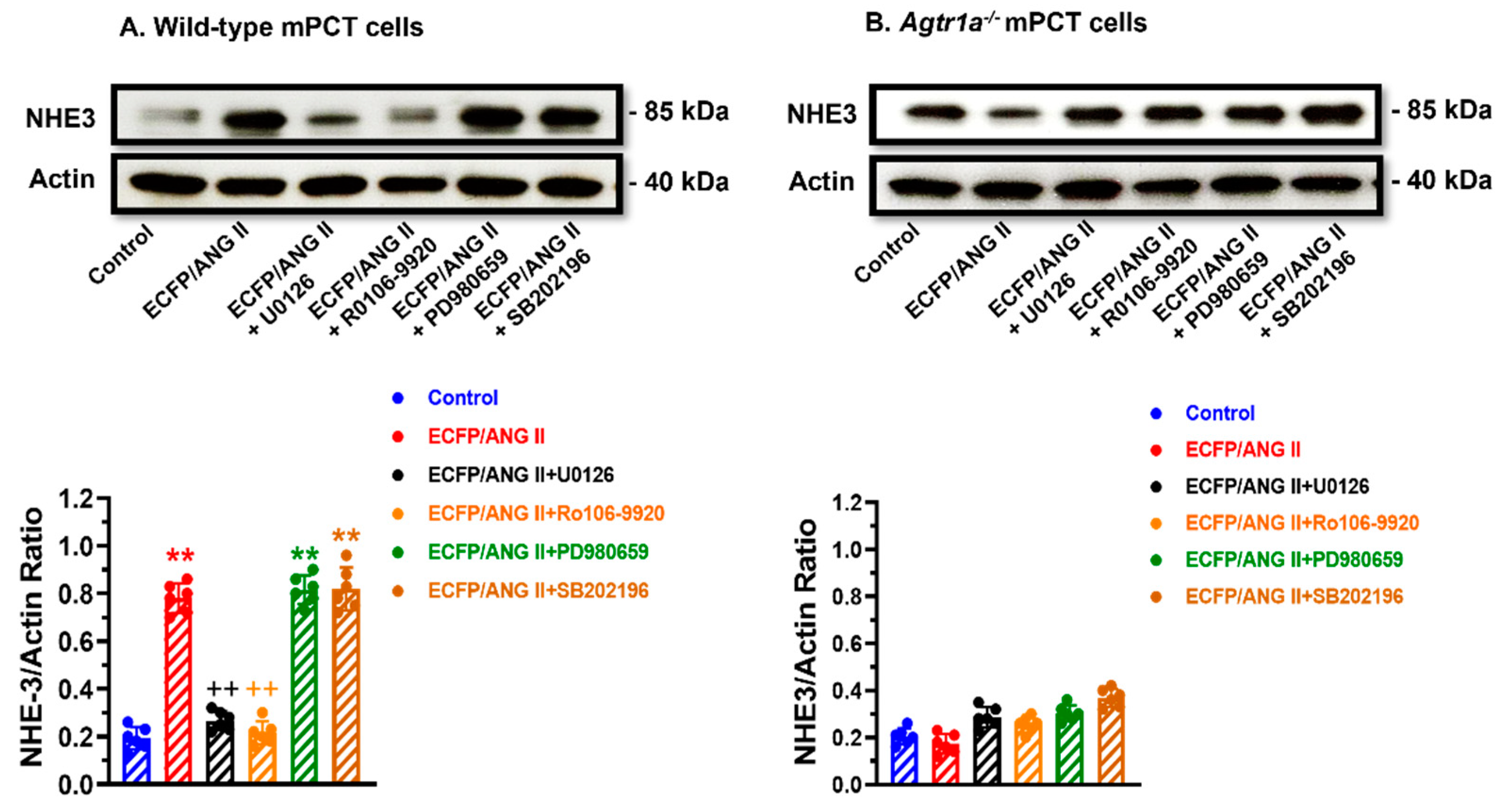 Intracellular Angiotensin II Stimulation of Sodium Transporter ...