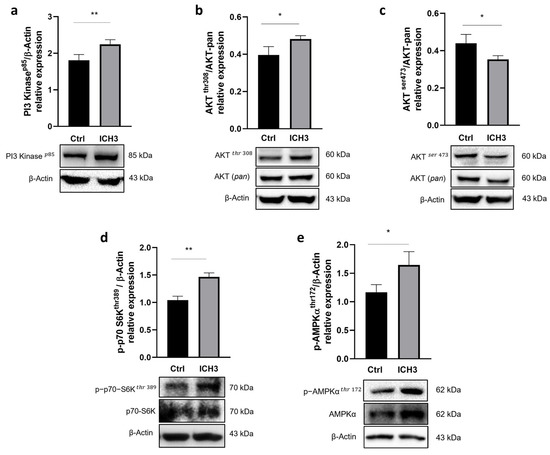 α7 Nicotinic Acetylcholine Receptors May Improve Schwann Cell ...