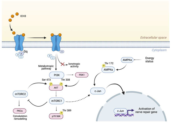 α7 Nicotinic Acetylcholine Receptors May Improve Schwann Cell ...