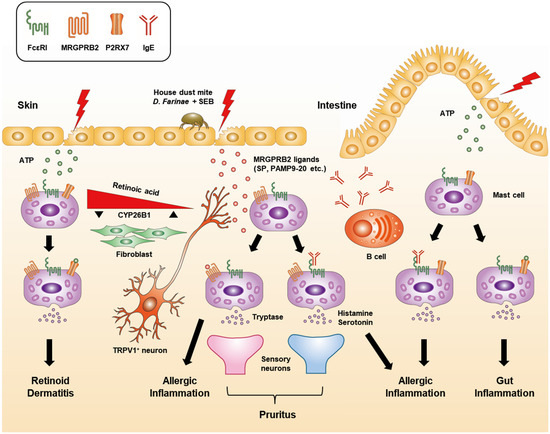 Degranulation of Mast Cells as a Target for Drug Development