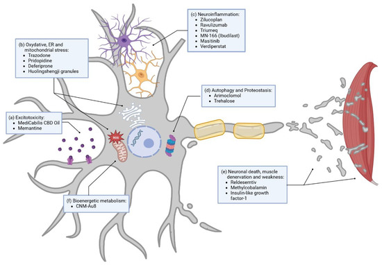 Current State and Future Directions in the Therapy of ALS