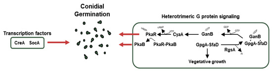 Regulators of the Asexual Life Cycle of Aspergillus nidulans