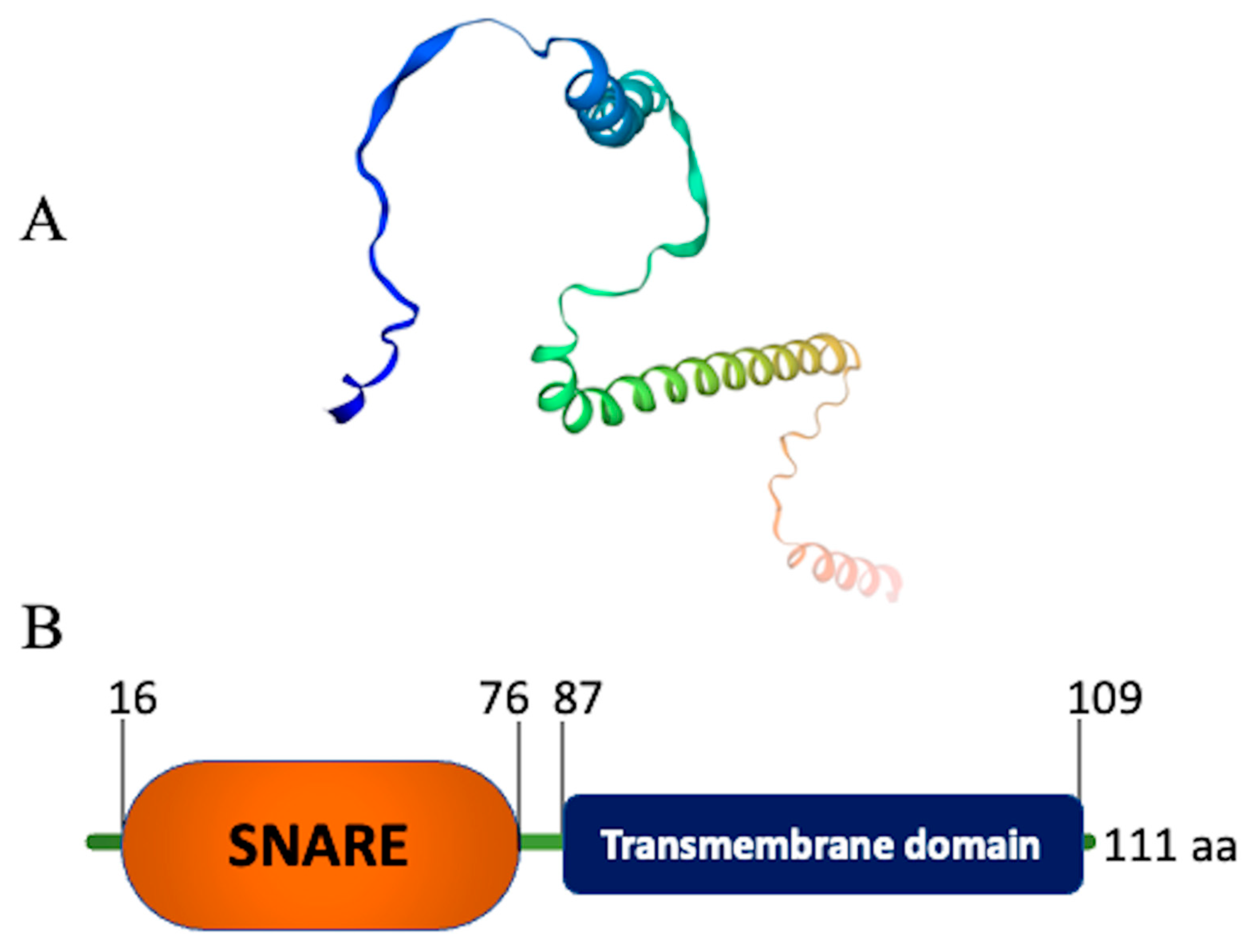 SNARE Protein Snc1 Is Essential for Vesicle Trafficking, Membrane ...