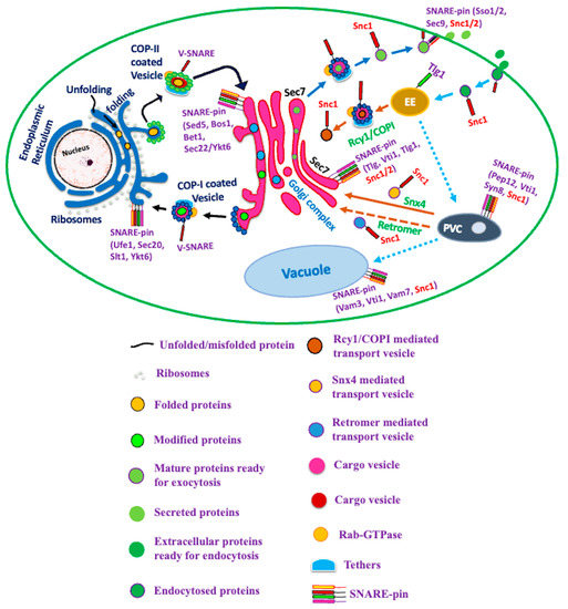 SNARE Protein Snc1 Is Essential for Vesicle Trafficking, Membrane ...