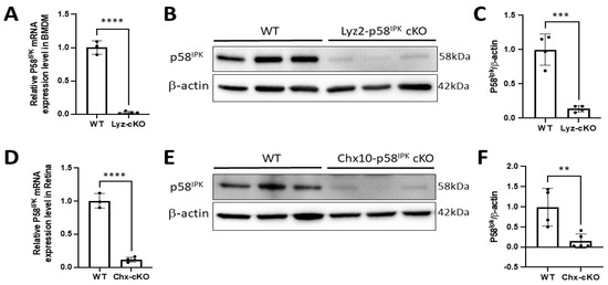 Neuronal p58IPK Protects Retinal Ganglion Cells Independently of ...