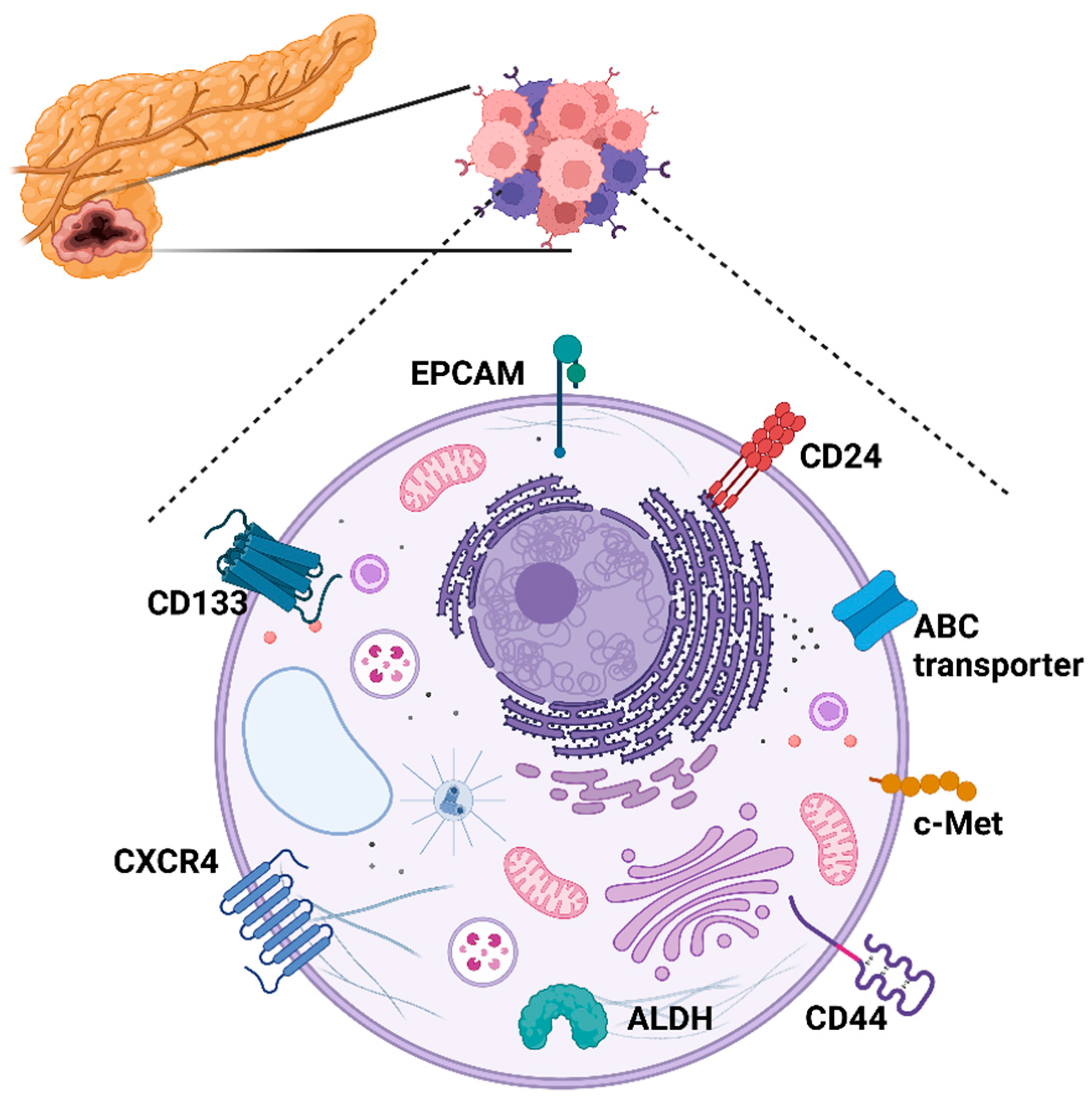 Cells | Free Full-Text | Tumor Microenvironment Role in Pancreatic ...