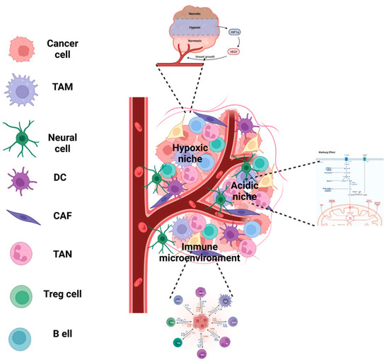 Cells | Free Full-Text | Tumor Microenvironment Role in Pancreatic Cancer Stem Cells