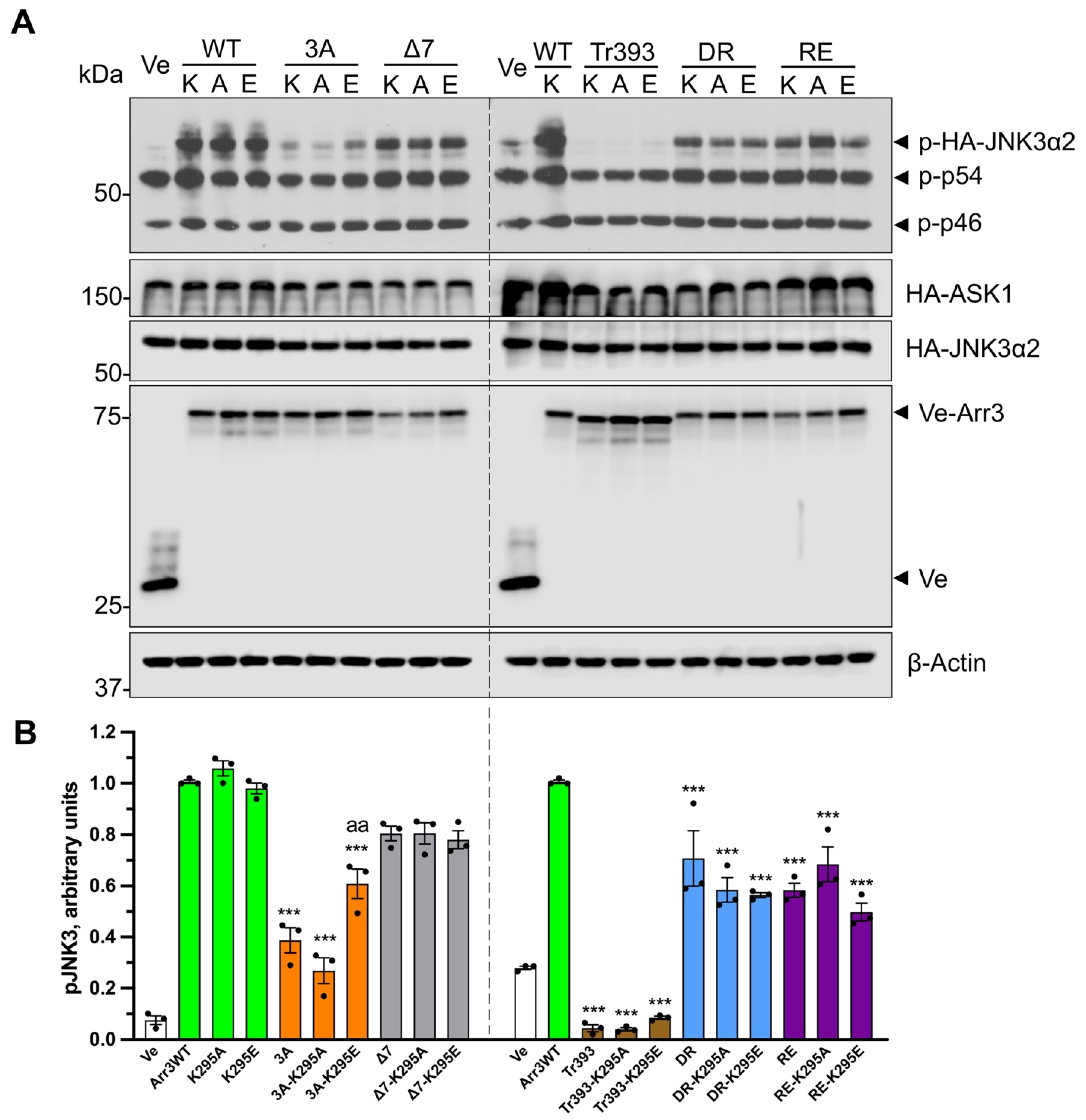 GPCR Binding and JNK3 Activation by Arrestin-3 Have Different ...