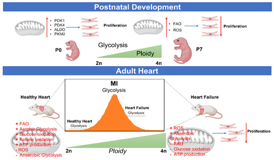 Cardiomyocyte Ploidy, Metabolic Reprogramming and Heart Repair