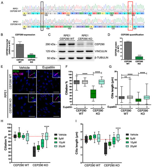 Cells | Free Full-Text | Eupatilin Improves Cilia Defects in Human ...