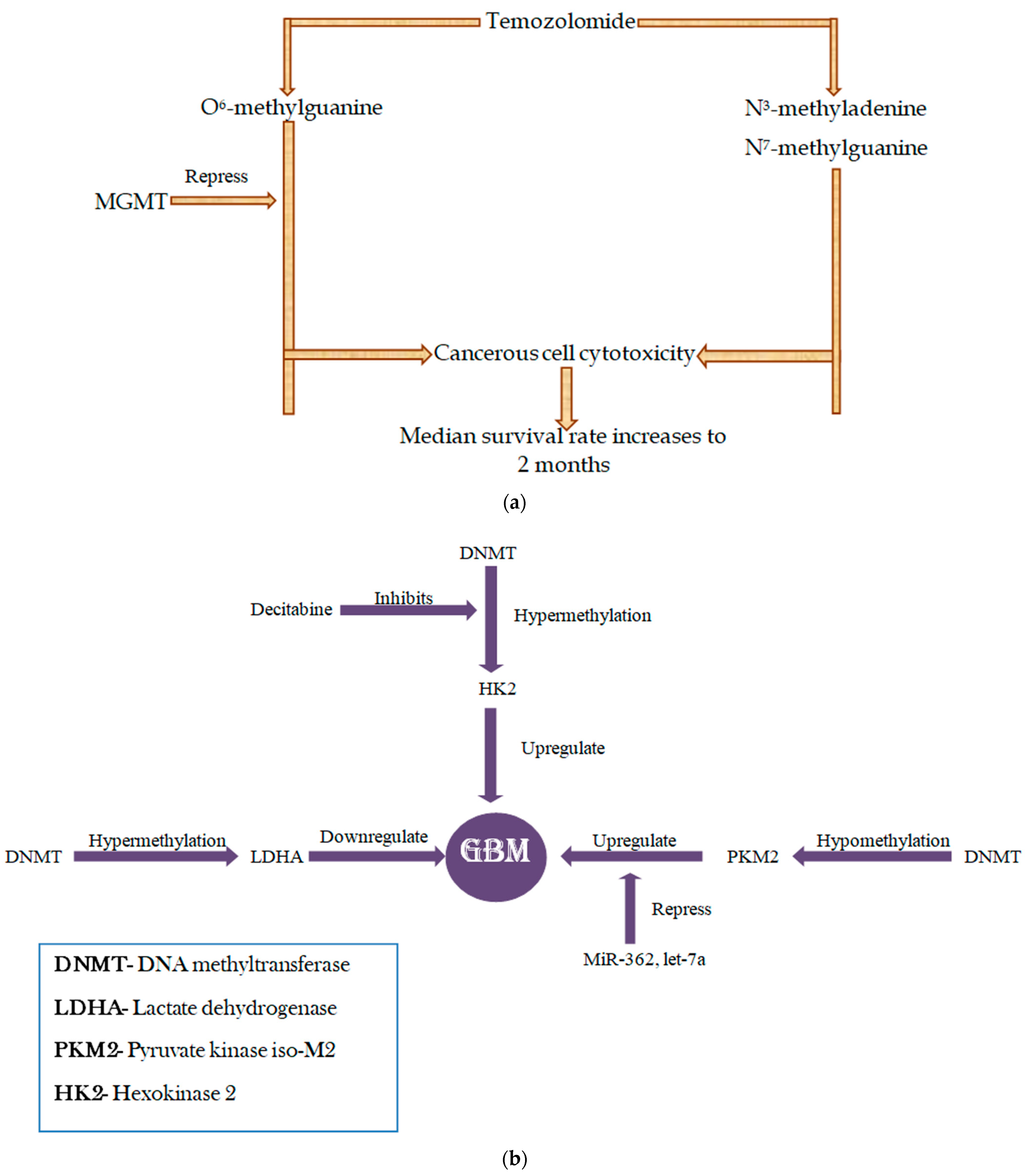 A Comprehensive Review of miRNAs and Their Epigenetic Effects in ...