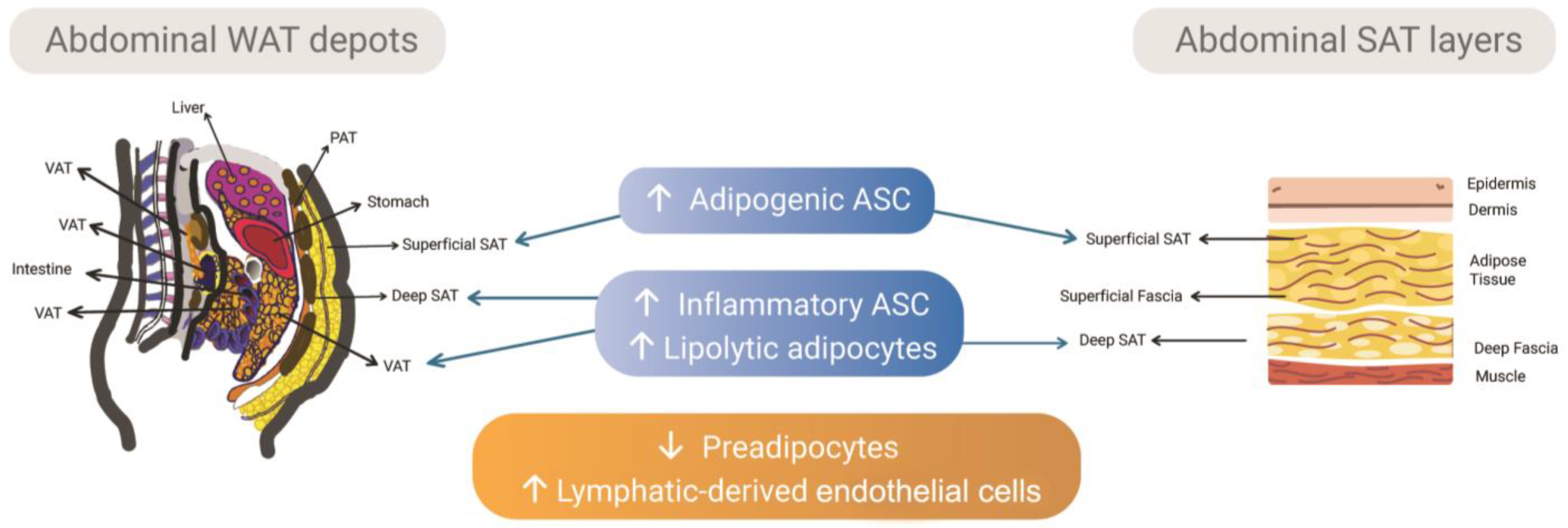 Unraveling White Adipose Tissue Heterogeneity and Obesity by Adipose ...