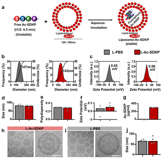 Phospholipid Encapsulation of an Anti-Fibrotic Endopeptide to Enhance ...