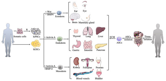 Organoids as Innovative Models for Bone and Joint Diseases