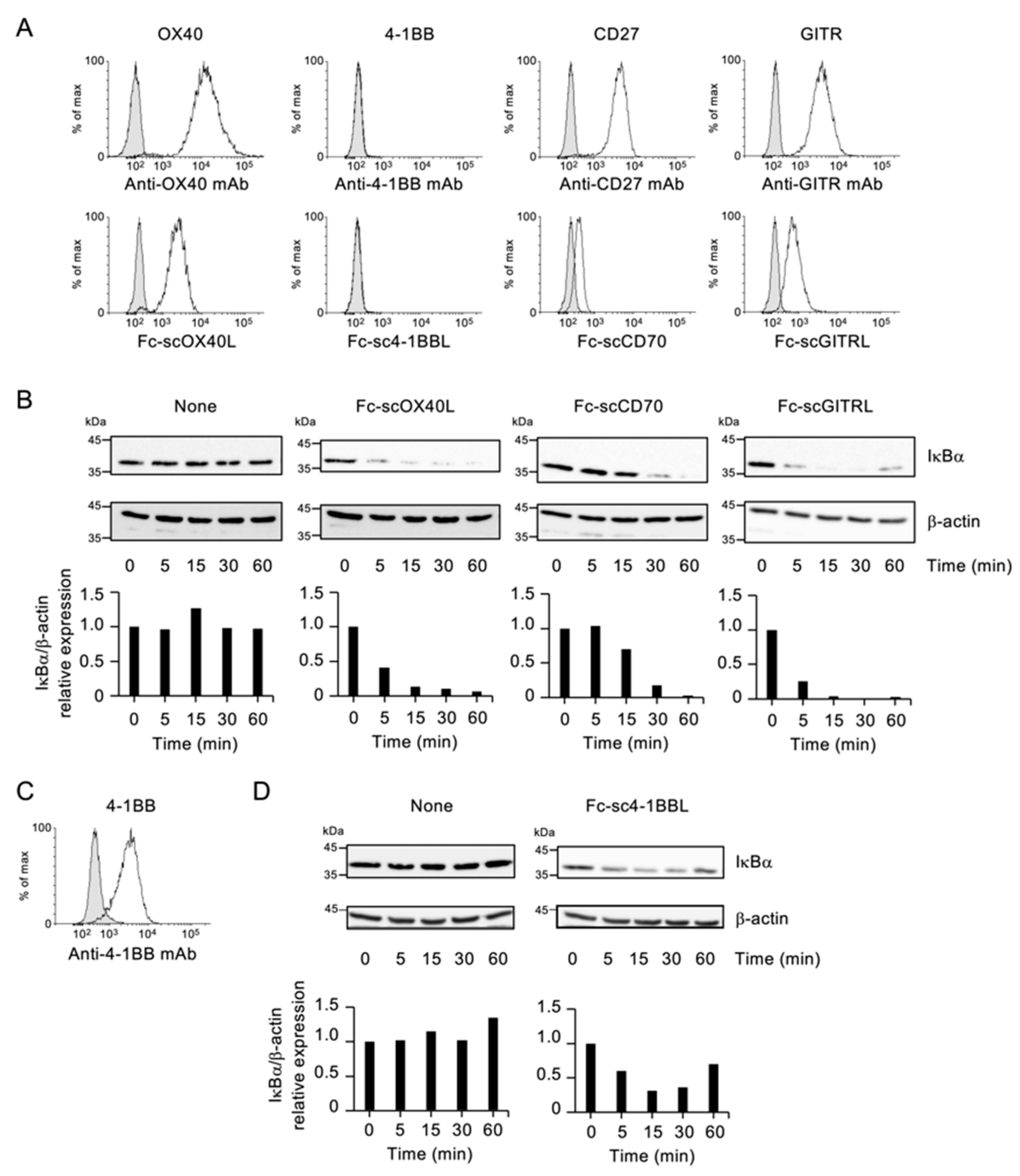 Fundamental Characterization of Antibody Fusion-Single-Chain TNF ...
