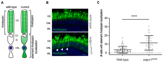 Generation and Characterization of a Zebrafish Model for ADGRV1 ...