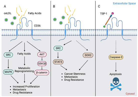 The Role of CD36 in Cancer Progression and Its Value as a Therapeutic ...