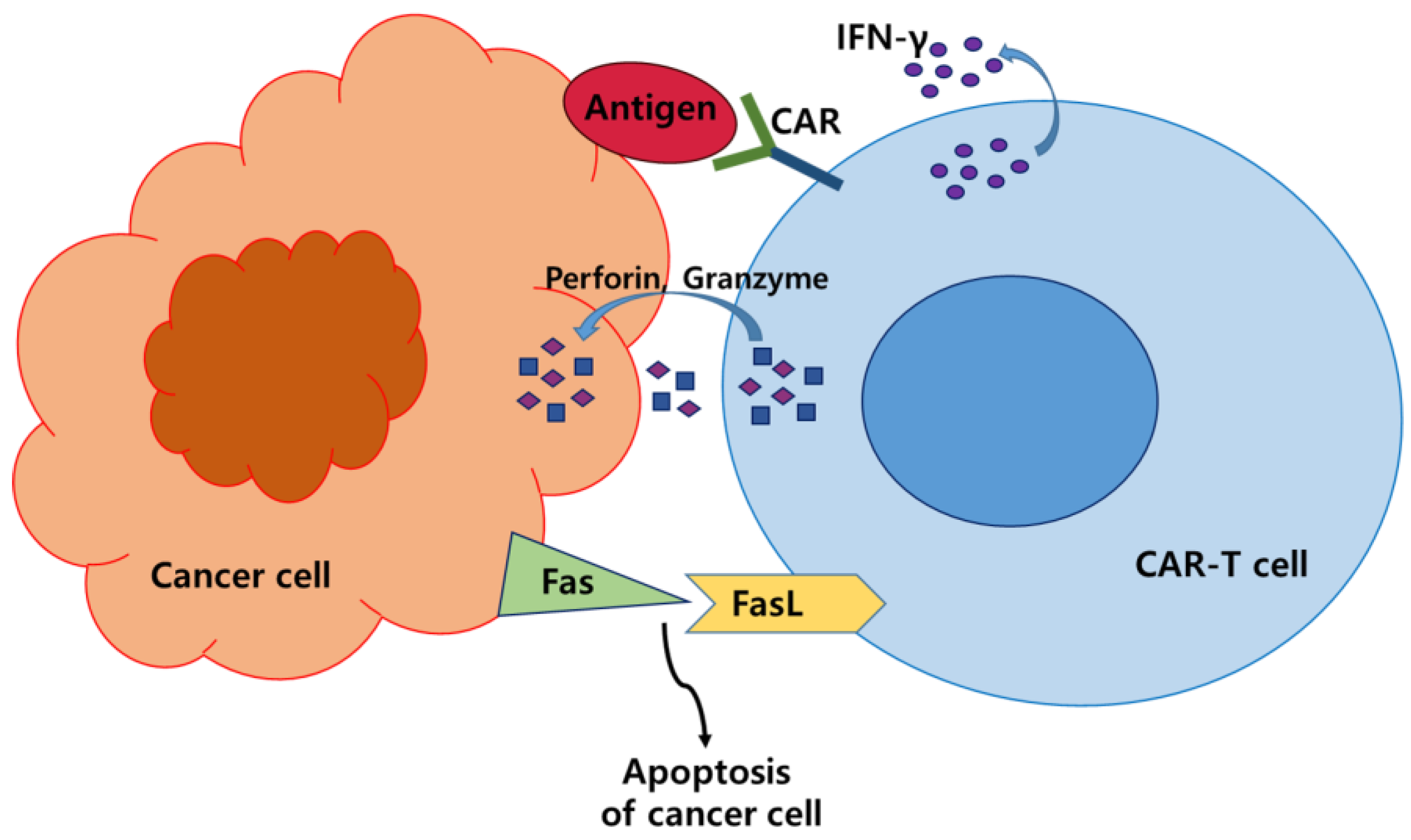 Recent Advances in CAR-Based Solid Tumor Immunotherapy