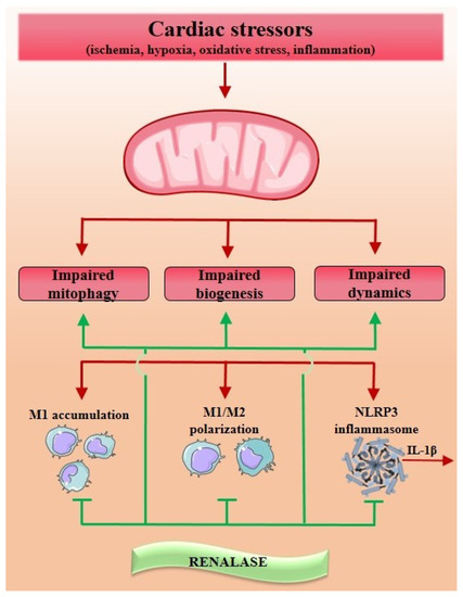 The Multi-Faceted Nature of Renalase for Mitochondrial Dysfunction ...