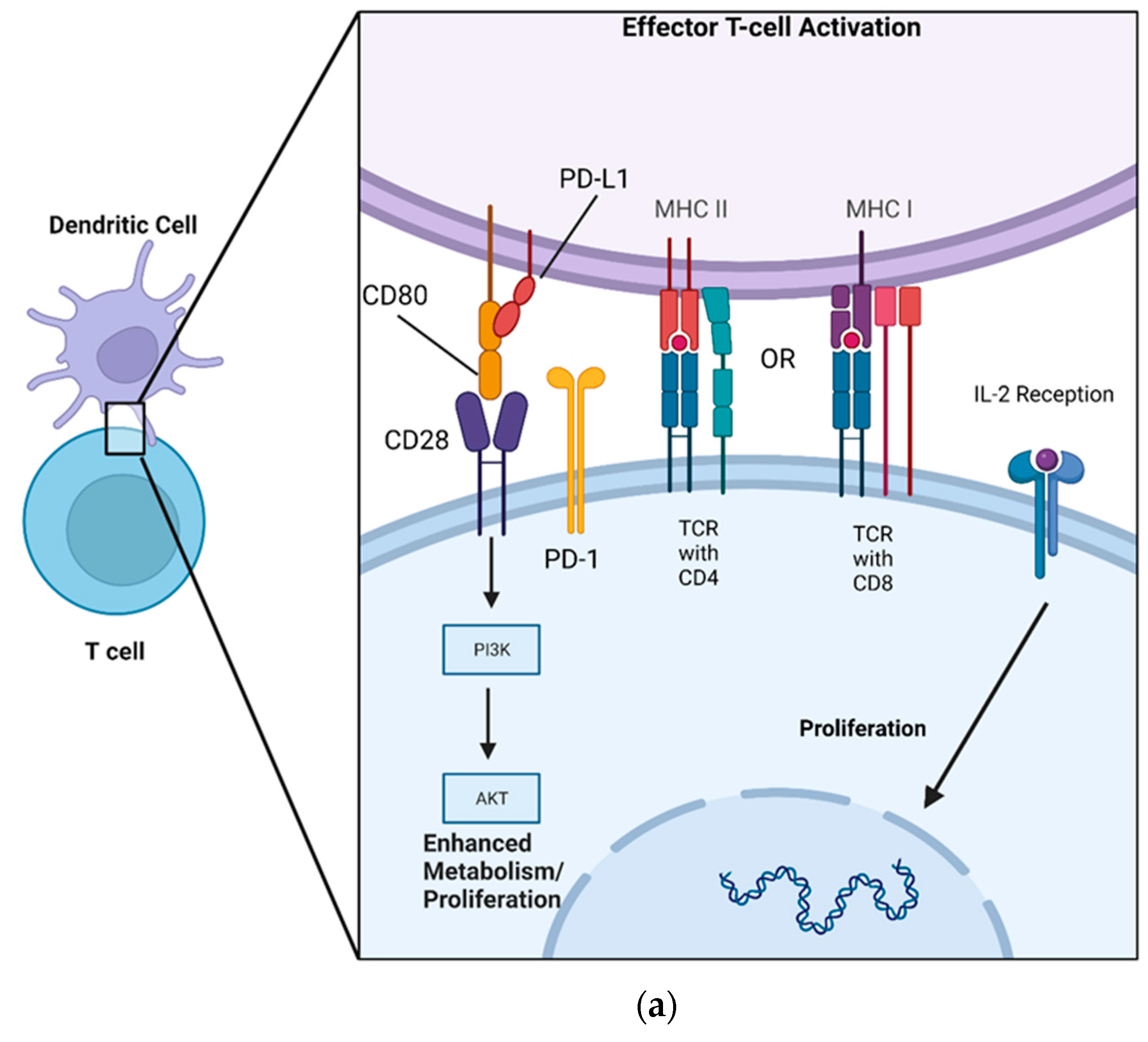 PD-L1’s Role in Preventing Alloreactive T Cell Responses Following ...