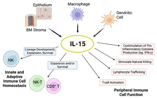 Exploiting an Interleukin-15 Heterodimeric Agonist (N803) for Effective Immunotherapy of Solid ...