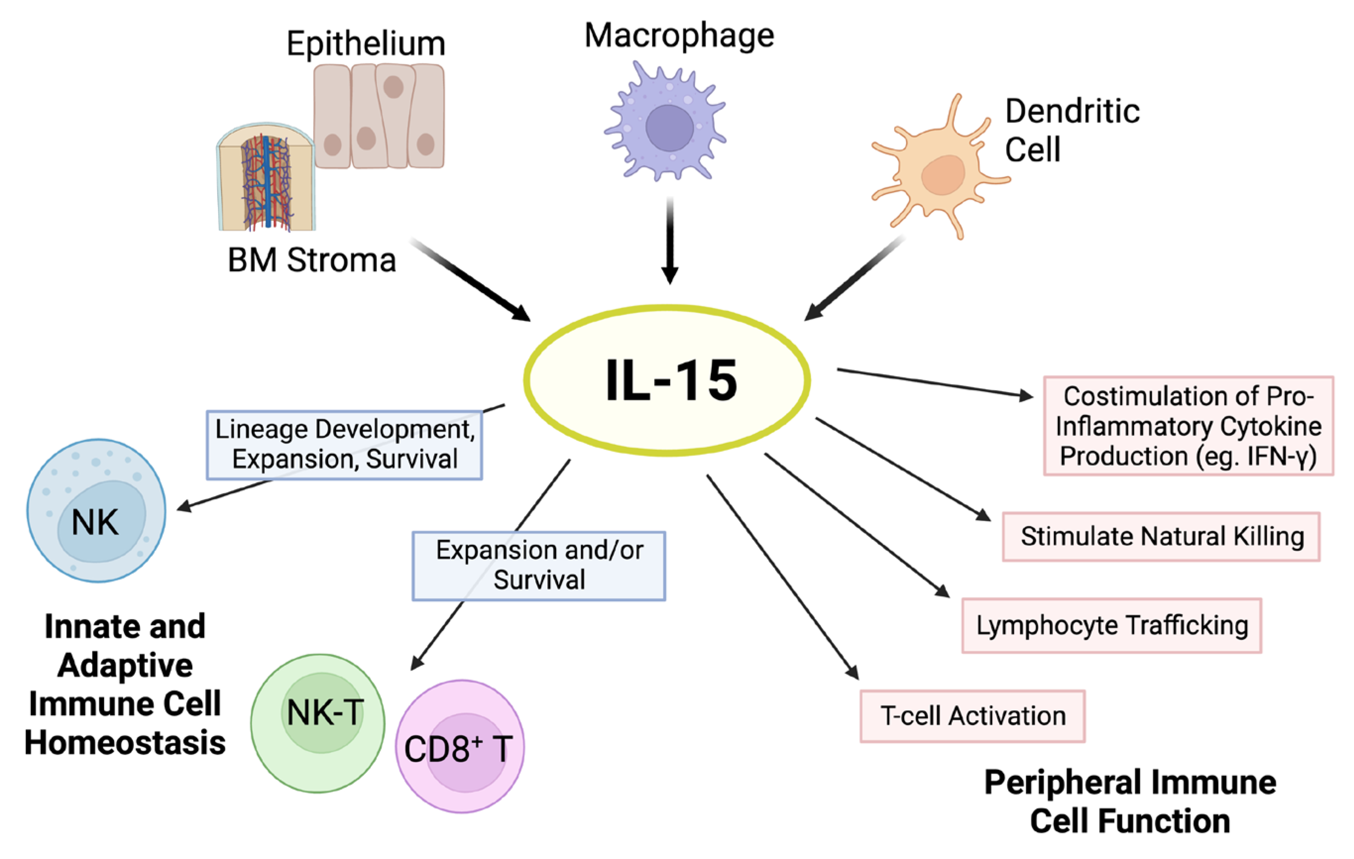 Exploiting an Interleukin-15 Heterodimeric Agonist (N803) for Effective Immunotherapy of Solid ...