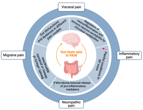 Modulation of Glial Cell Functions by the Gut–Brain Axis: A Role in ...