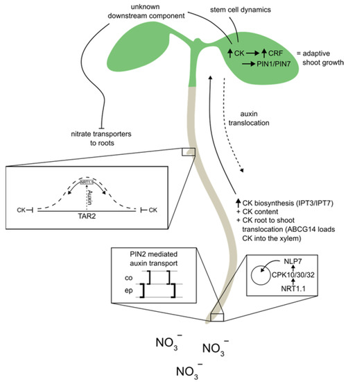 Nitrate, Auxin and Cytokinin—A Trio to Tango