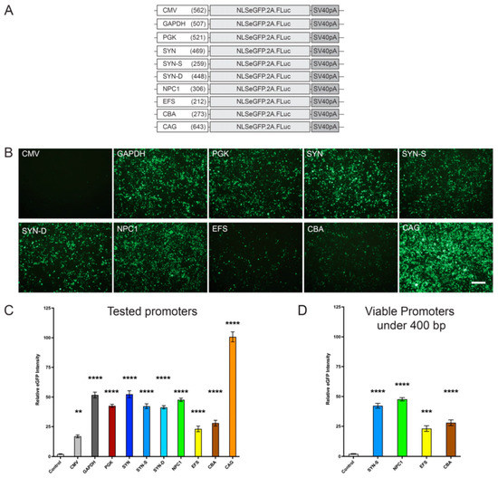 A Novel Small NPC1 Promoter Enhances AAV-Mediated Gene Therapy in Mouse ...