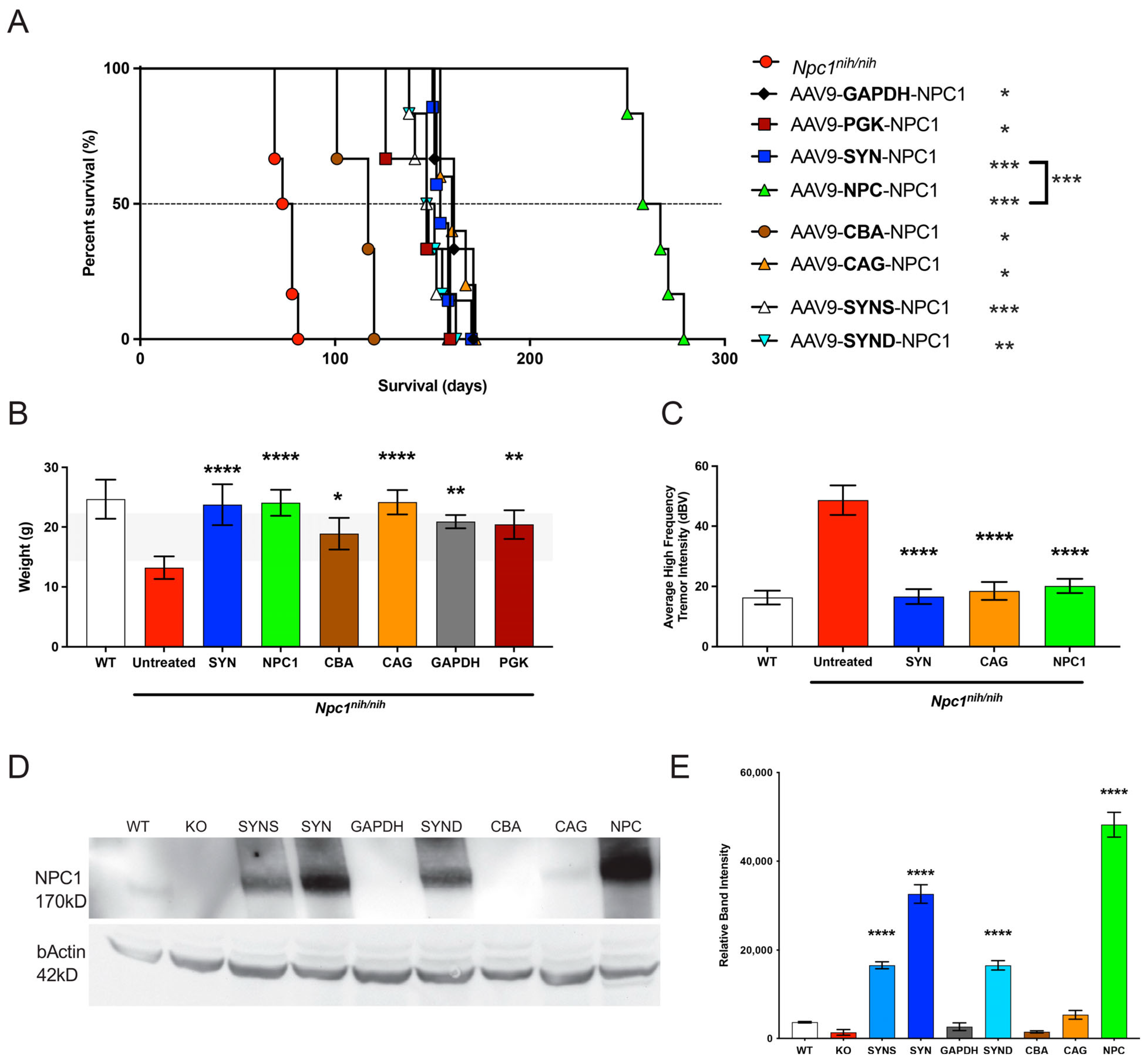A Novel Small NPC1 Promoter Enhances AAV-Mediated Gene Therapy in Mouse ...