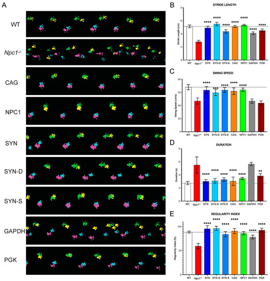 A Novel Small NPC1 Promoter Enhances AAV-Mediated Gene Therapy in Mouse ...