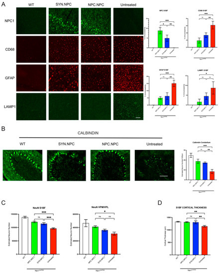 A Novel Small NPC1 Promoter Enhances AAV-Mediated Gene Therapy in Mouse ...