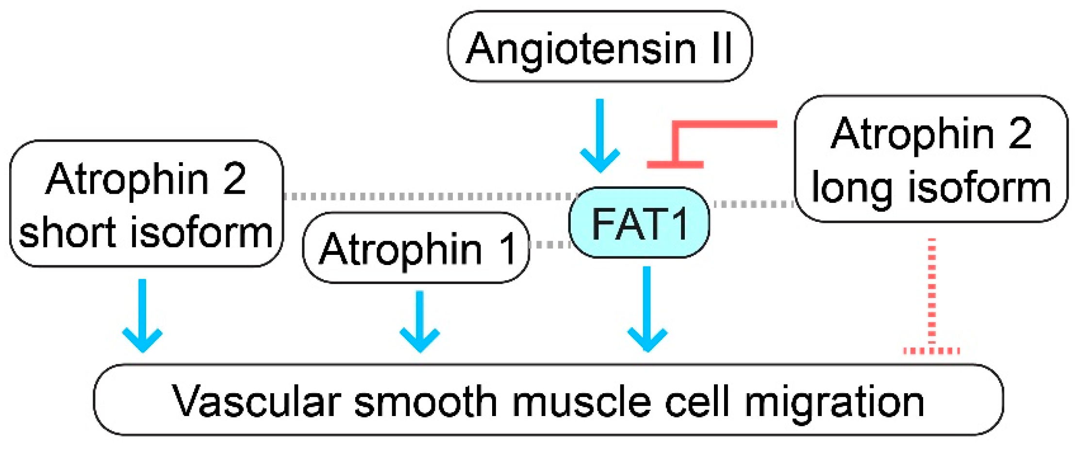 The FAT1 Cadherin Drives Vascular Smooth Muscle Cell Migration