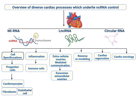 Clinical Significance of MicroRNAs, Long Non-Coding RNAs, and CircRNAs ...
