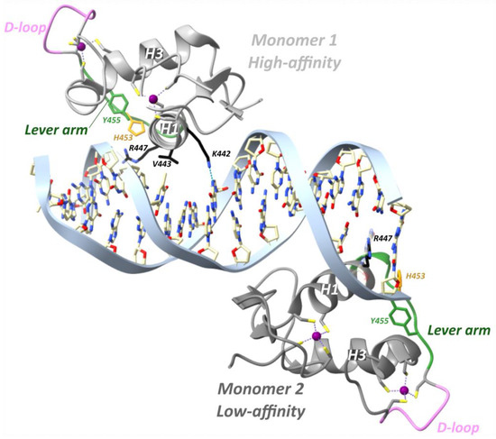 The Biologist’s Guide to the Glucocorticoid Receptor’s Structure