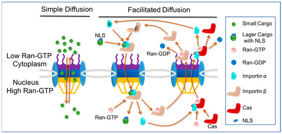 Nuclear Delivery of Nanoparticle-Based Drug Delivery Systems by Nuclear ...