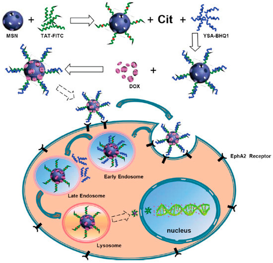 Nuclear Delivery of Nanoparticle-Based Drug Delivery Systems by Nuclear ...